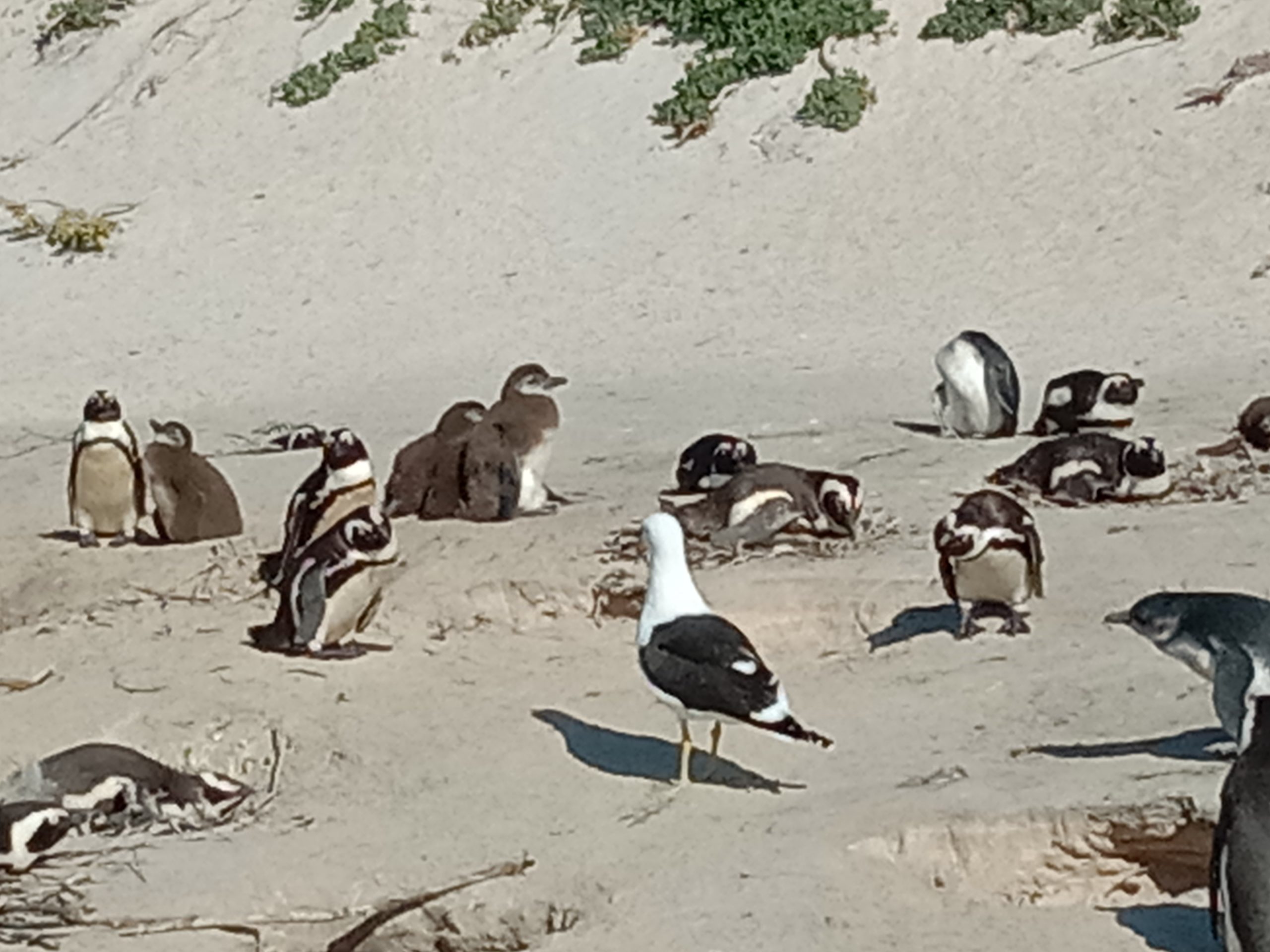 Natuurhoekie – Afrika-pikkewyne - Wêreldwyd
