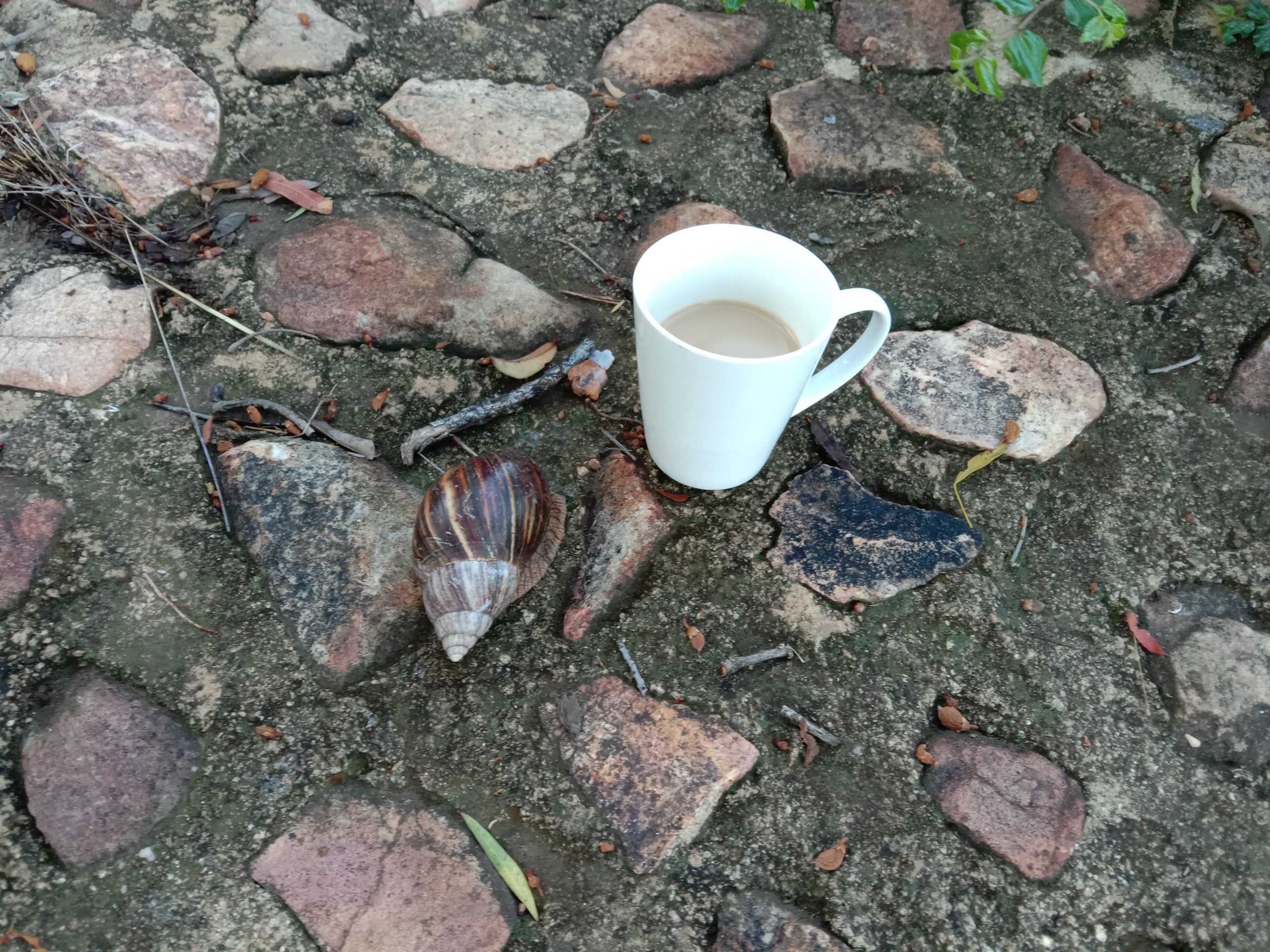 Natuurhoekie – Slakke – snoepies, tuinvyande of troeteldiere ...