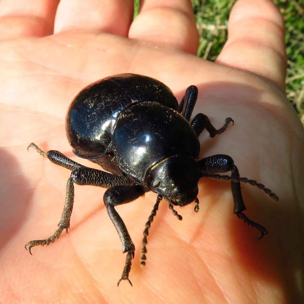 Nature’s Corner – Toktokkie / Tok-tok beetles - Wêreldwyd