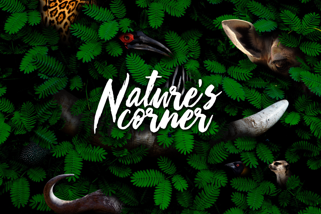 Nature’s Corner – Toktokkie / Tok-tok beetles - Wêreldwyd