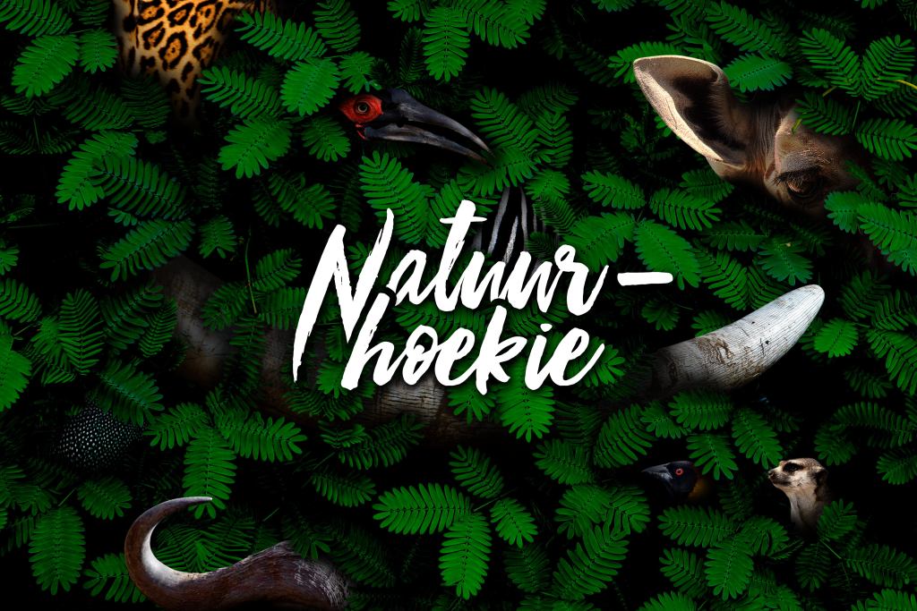 Natuurhoekie – Toktokkie - Wêreldwyd