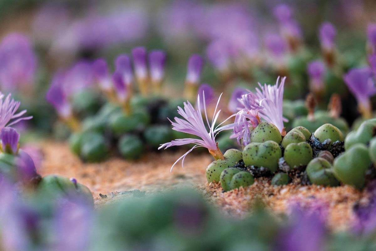 Nature’s Corner – Plant smugglers - Wêreldwyd