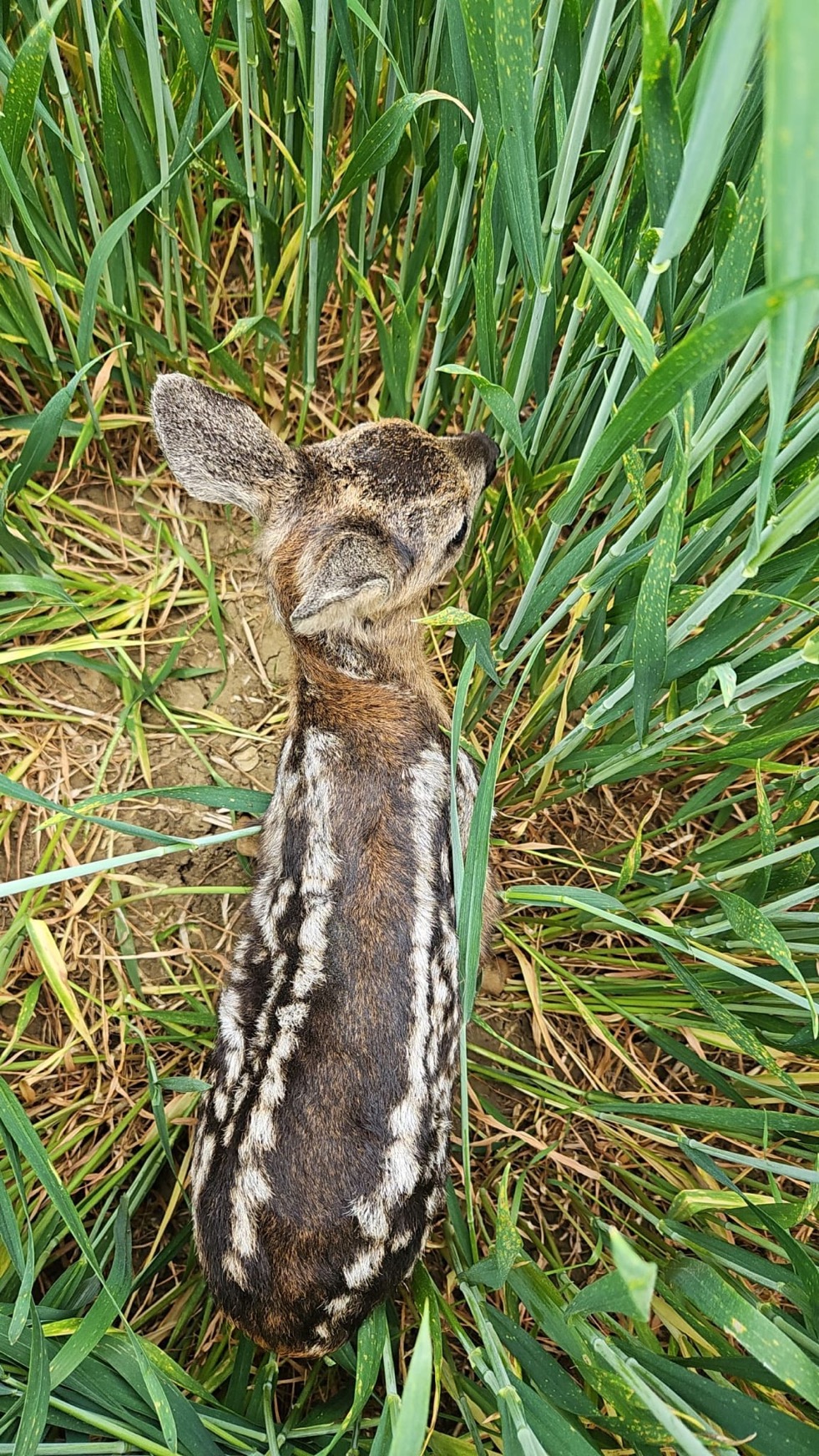 Nature’s Corner – Bavaria’s Bambi deer - Wêreldwyd