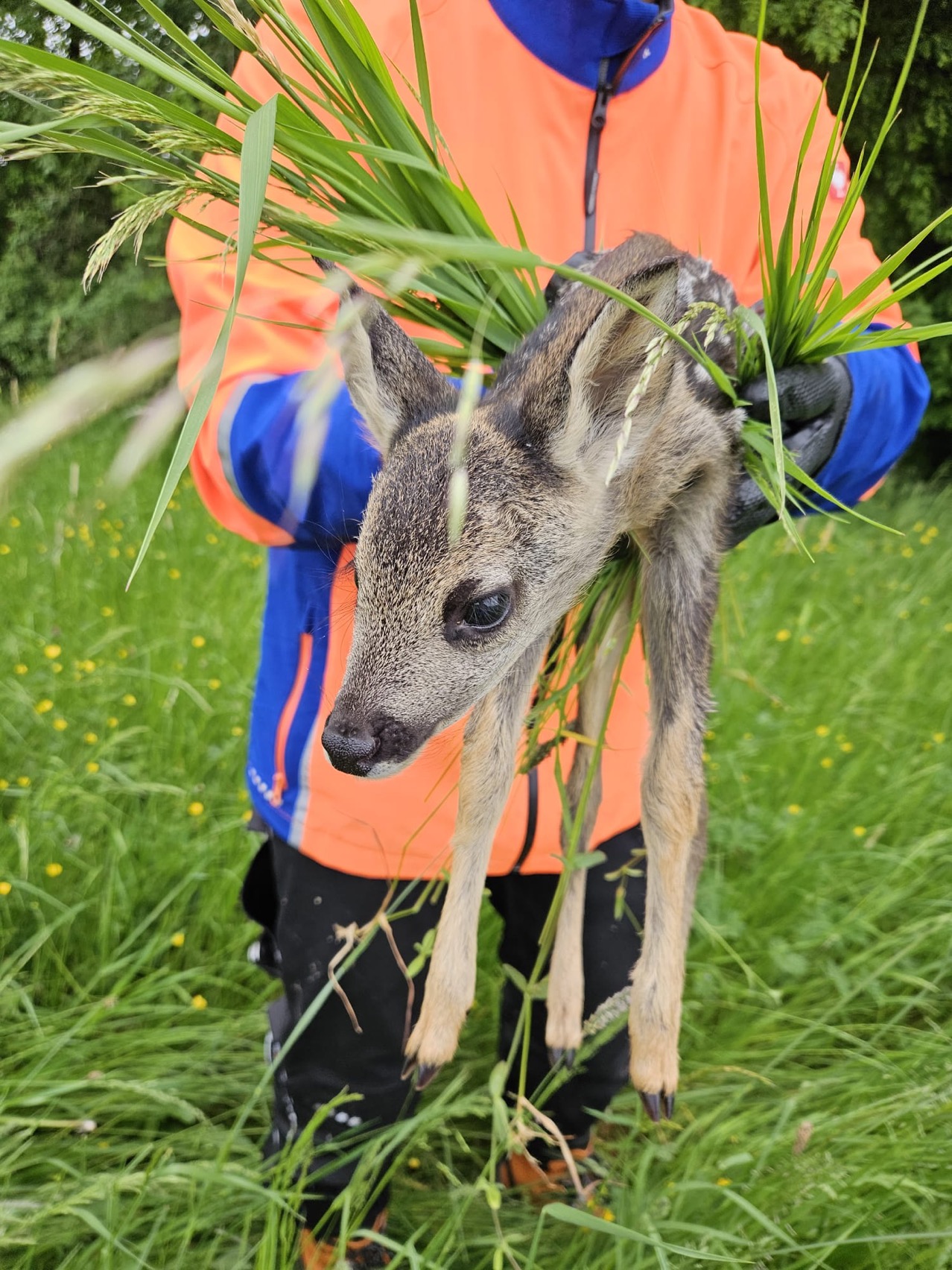 Nature’s Corner – Bavaria’s Bambi deer - Wêreldwyd
