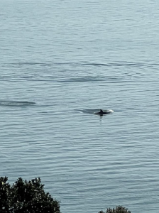 Uit en tuis met Wêreldwyd: Henry Merrick – Die lewe in Nieu-Seeland ...