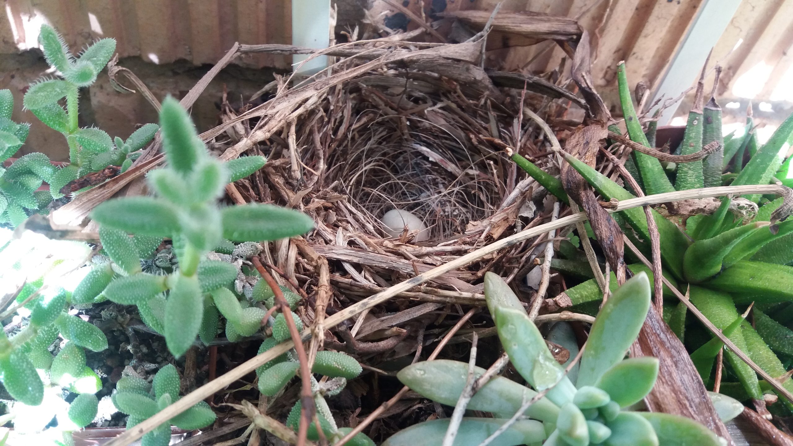 Nature’s Corner – Robin redbreast and Cape Robin - Wêreldwyd