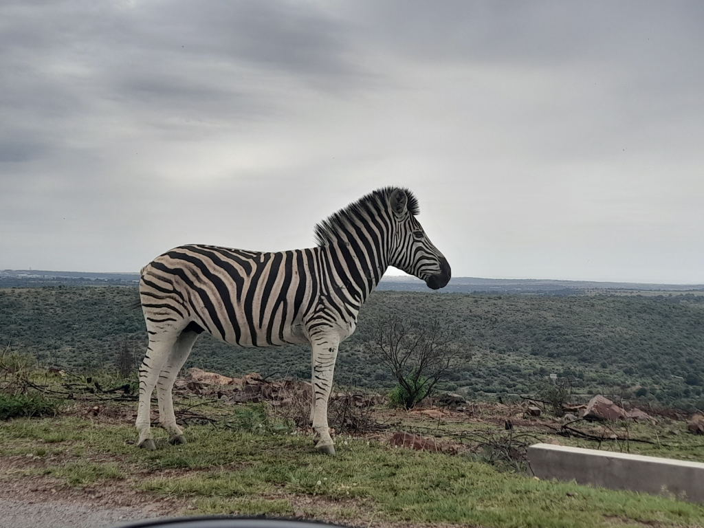 Nature’s Corner – Zebras - Wêreldwyd