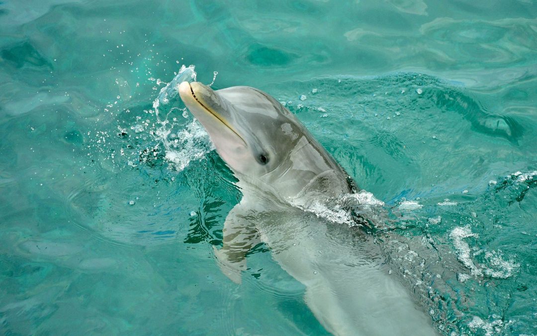 Tien vinnige (én vreemde) feite oor Paul Kruger - Wêreldwyd